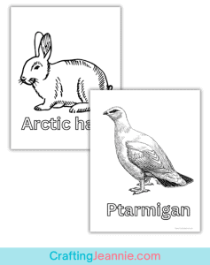 34+ Arctic Animal Coloring Pages (Free PDF)