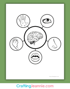 8 Body Coloring Pages (Free PDF)